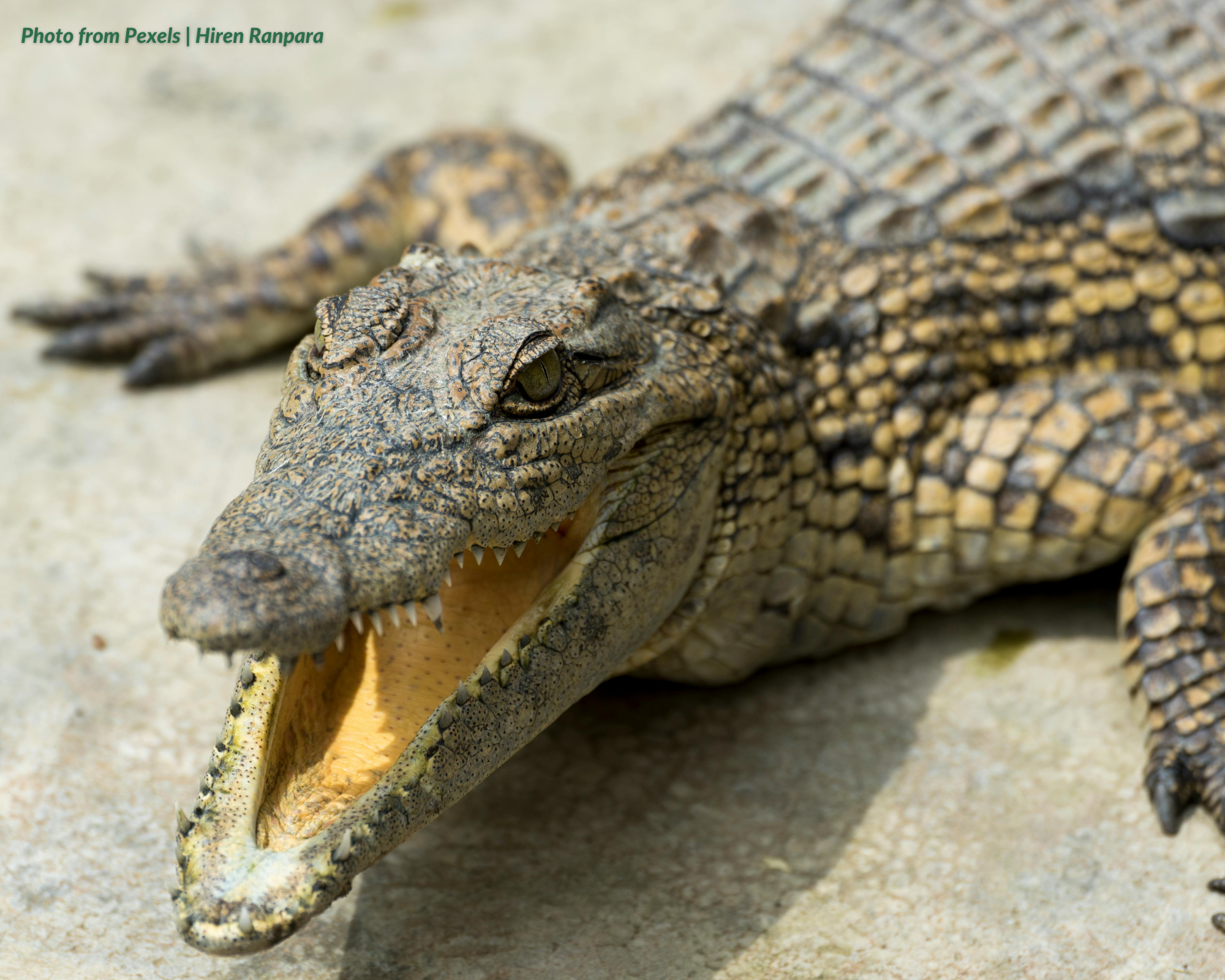 Anti-Plunder Act (R.A. No. 7080) - ALBURO ALBURO AND ASSOCIATES LAW OFFICES